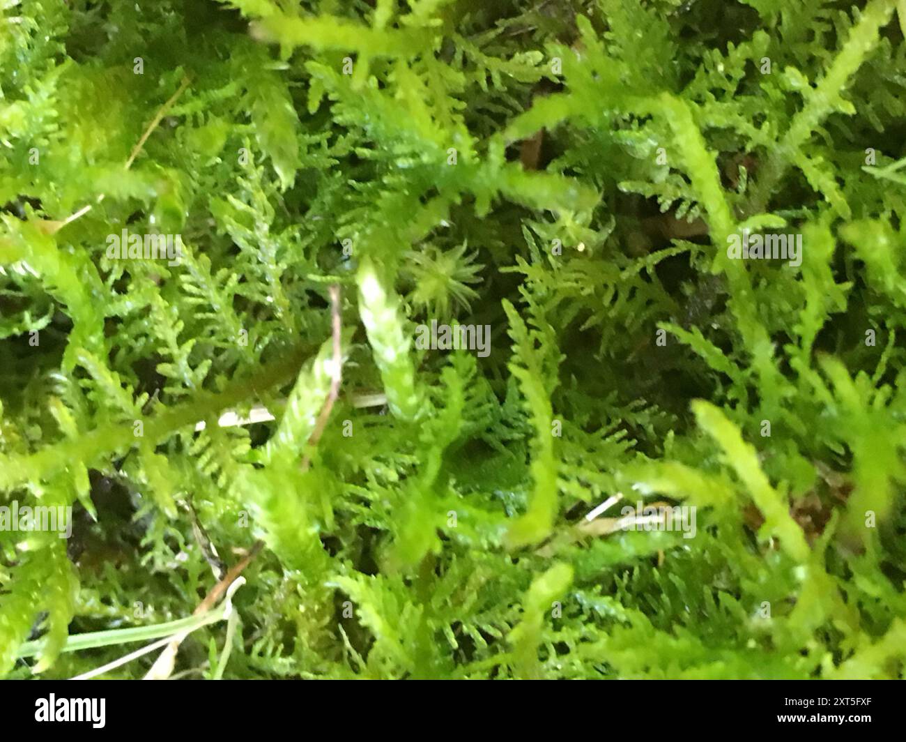 delicate fern moss (Thuidium delicatulum) Plantae Stock Photo - Alamy