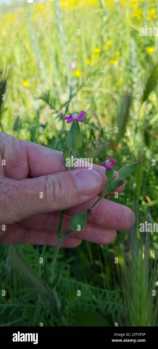 Sand Catchfly (Silene conica) Plantae Stock Photo - Alamy