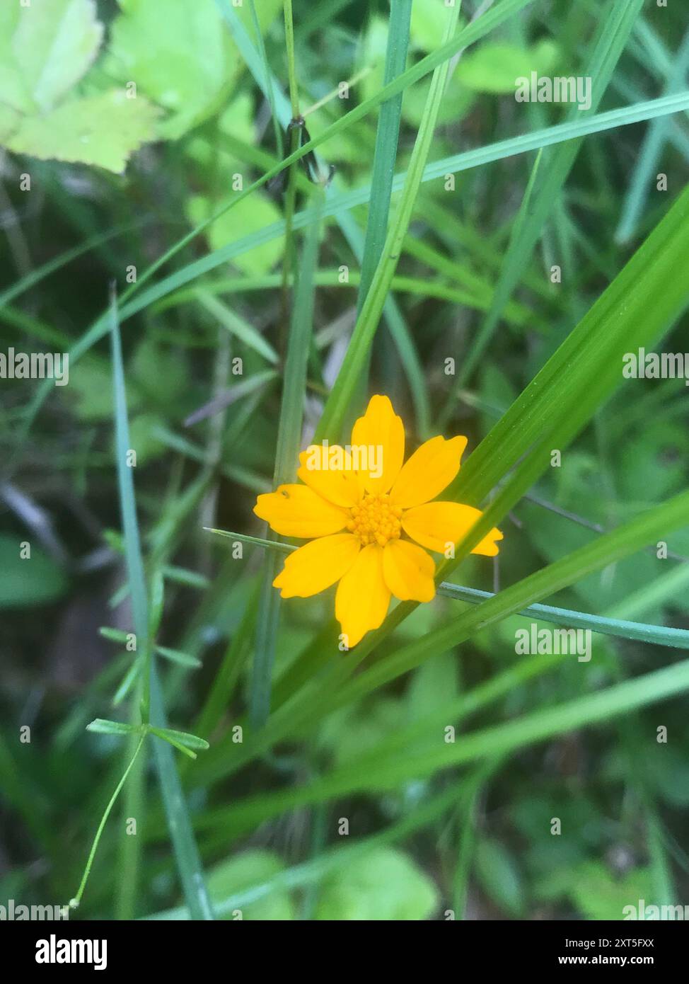 lobed coreopsis (Coreopsis auriculata) Plantae Stock Photo - Alamy