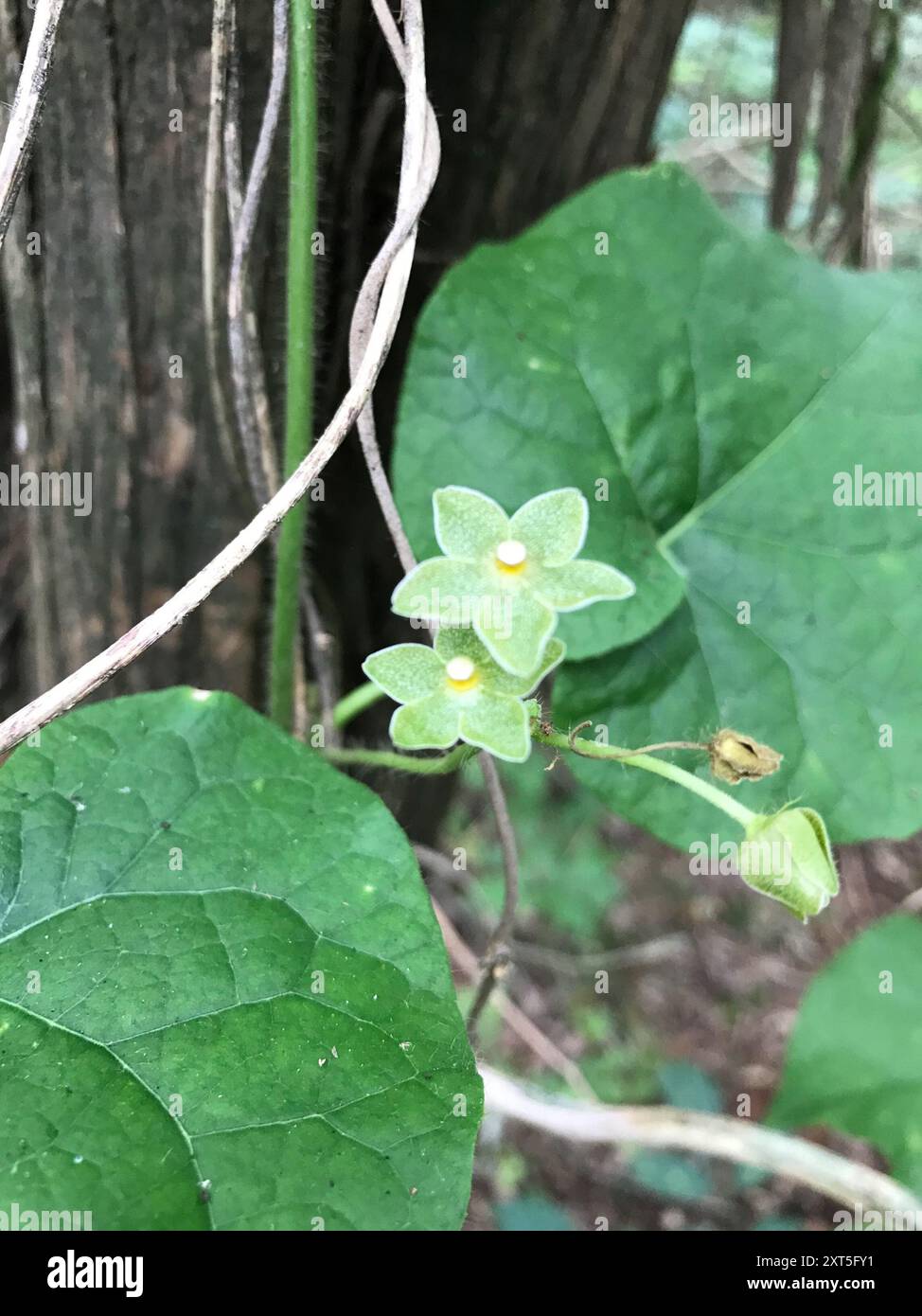 Pearl Milkweed (Matelea reticulata) Plantae Stock Photo - Alamy