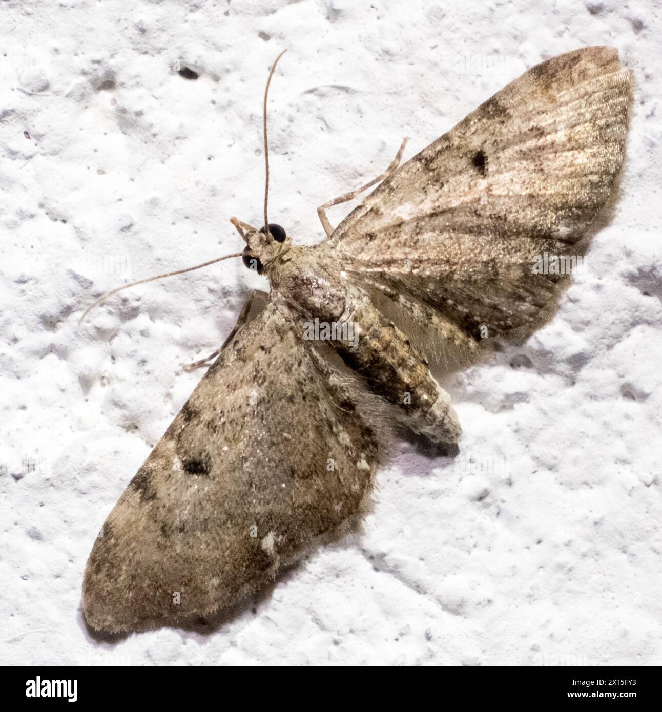 Pug Moths (Eupithecia) Insecta Stock Photo - Alamy
