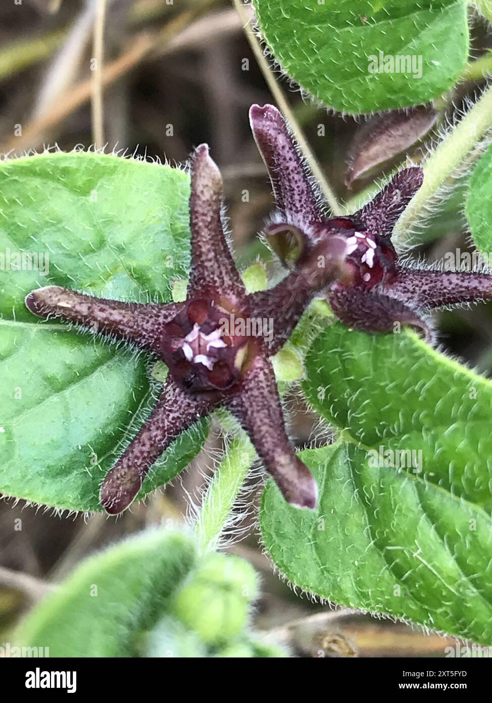 Star Milkvine (Matelea biflora) Plantae Stock Photo - Alamy