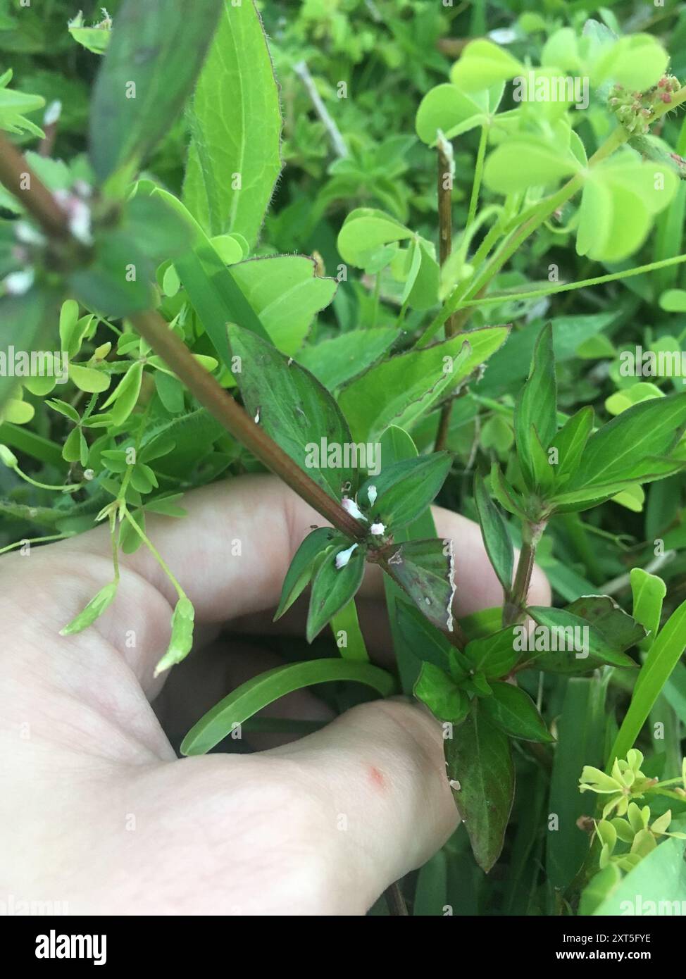 Woodland false buttonweed (Spermacoce remota) Plantae Stock Photo - Alamy