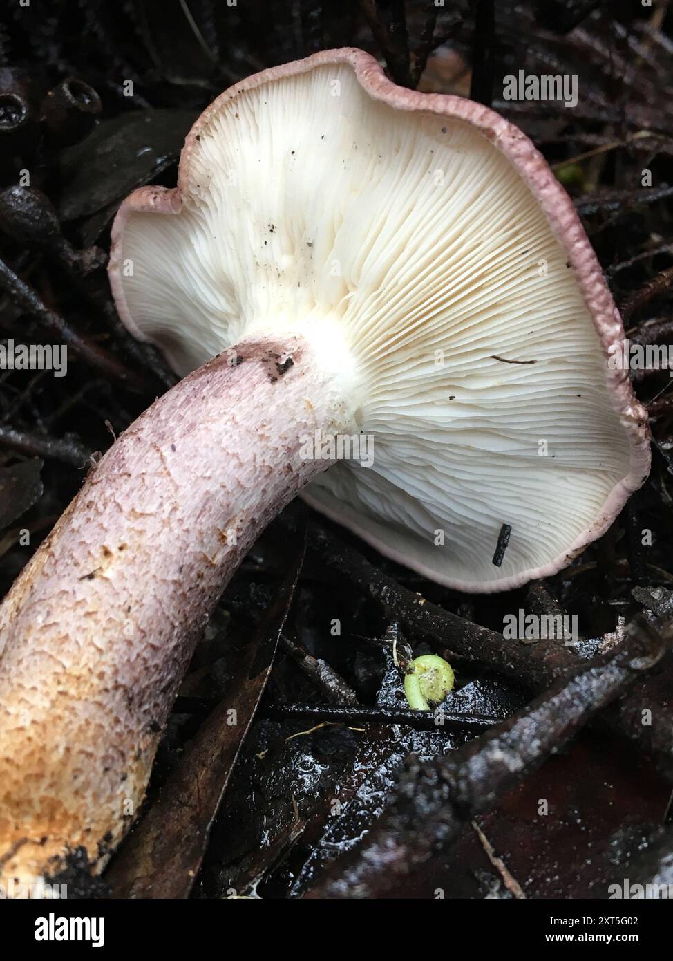 (Leucopaxillus lilacinus) Fungi Stock Photo - Alamy