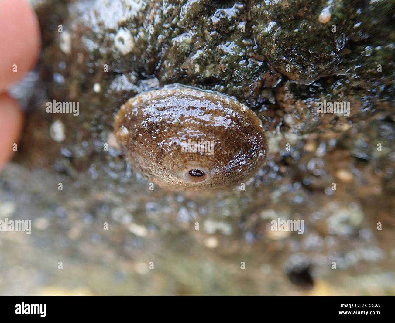 Rough Keyhole Limpet (Diodora aspera) Mollusca Stock Photo - Alamy