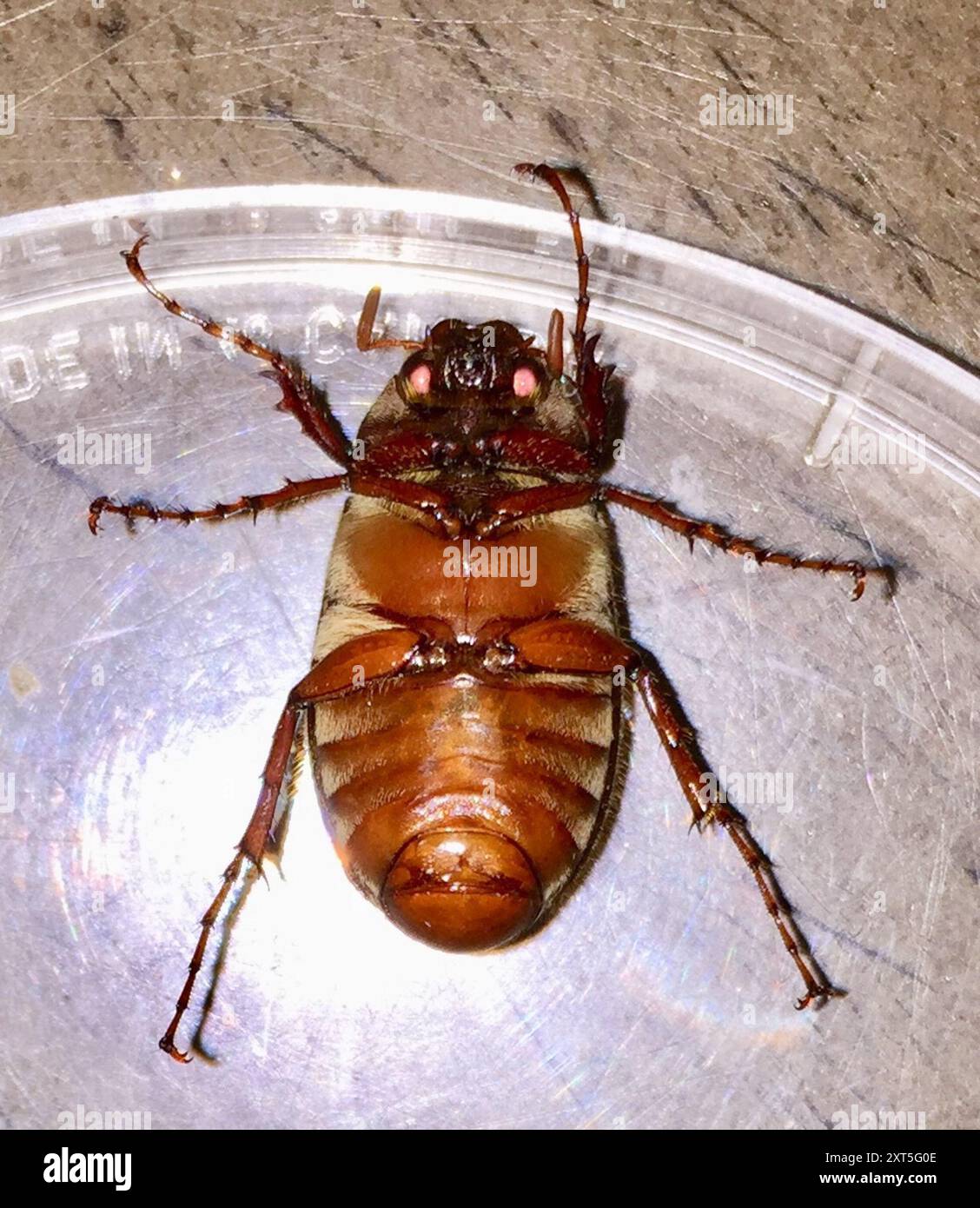 June Beetles (Melolonthinae) Insecta Stock Photo - Alamy