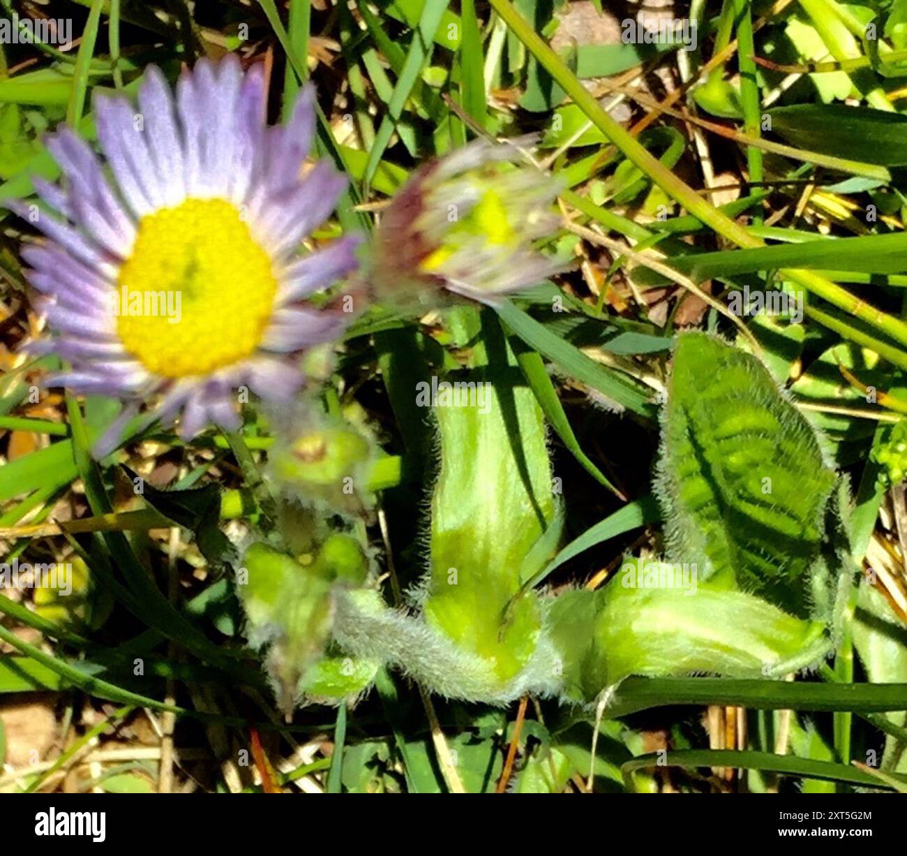 robin's-plantain (Erigeron pulchellus) Plantae Stock Photo - Alamy