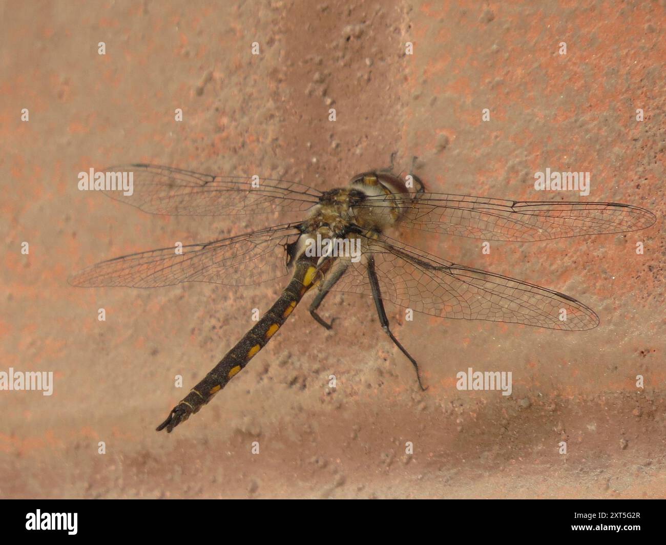 Baskettails (Epitheca) Insecta Stock Photo - Alamy
