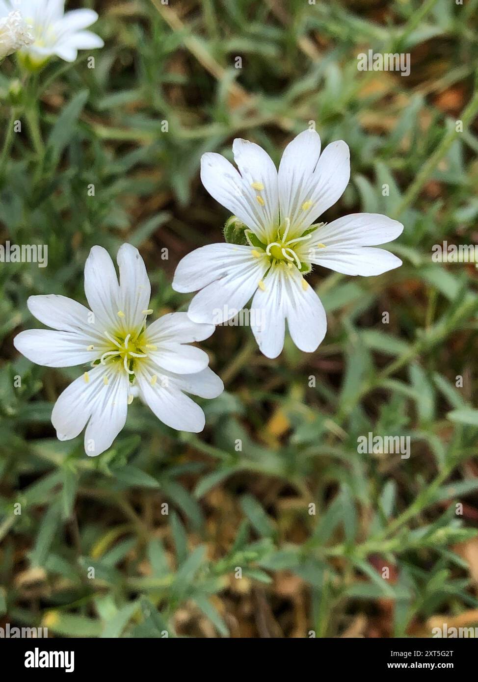 field chickweed (Cerastium arvense) Plantae Stock Photo - Alamy