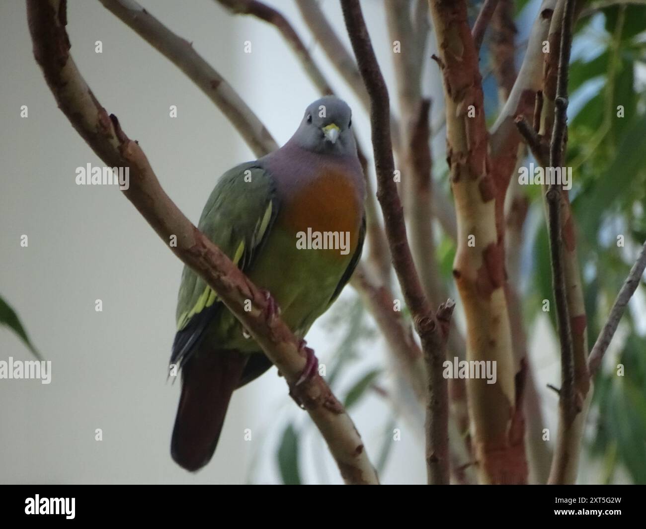 Pink-necked Green-Pigeon (Treron vernans) Aves Stock Photo - Alamy