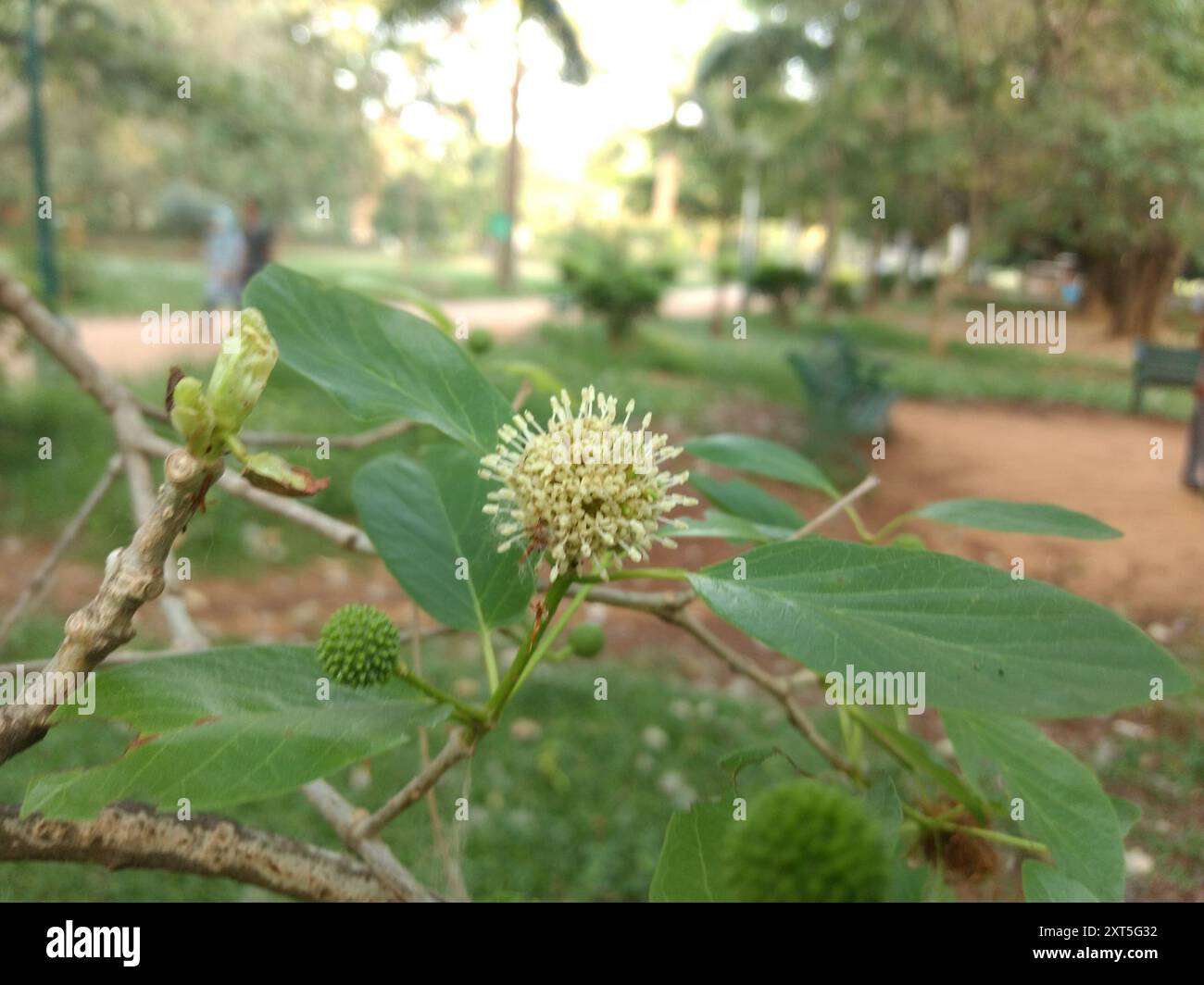True Kadamb (Mitragyna parvifolia) Plantae Stock Photo - Alamy