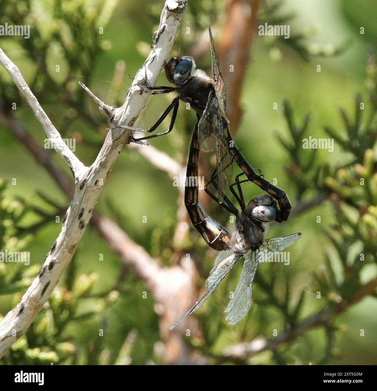 Dot winged baskettail hi-res stock photography and images - Alamy