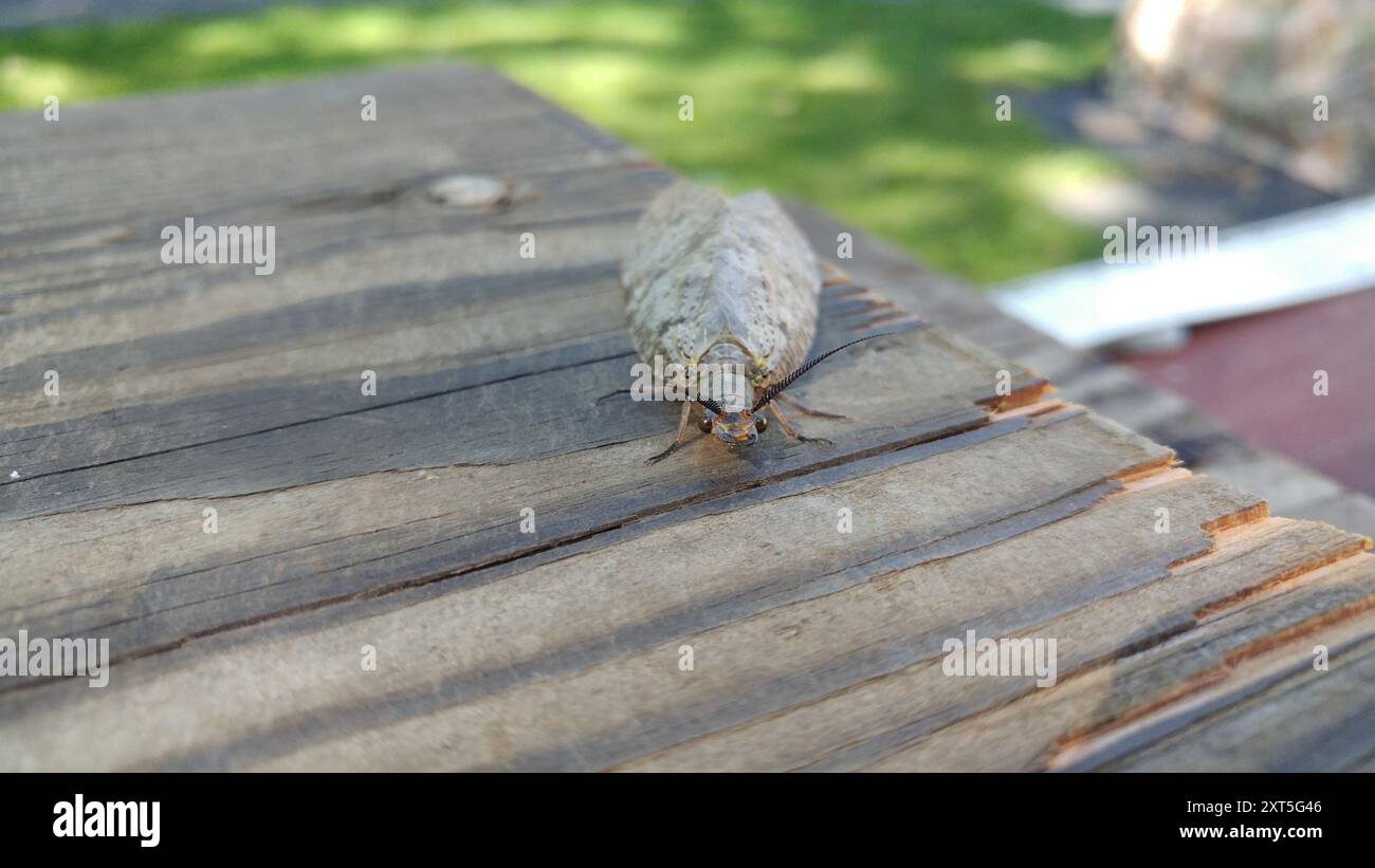 Summer Fishfly (Chauliodes pectinicornis) Insecta Stock Photo - Alamy