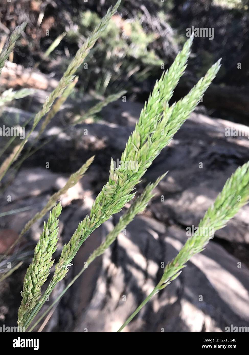 grasses (Poaceae) Plantae Stock Photo - Alamy