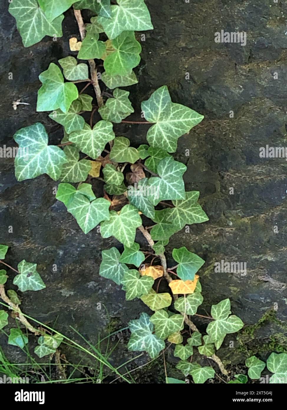 common ivy (Hedera helix) Plantae Stock Photo - Alamy