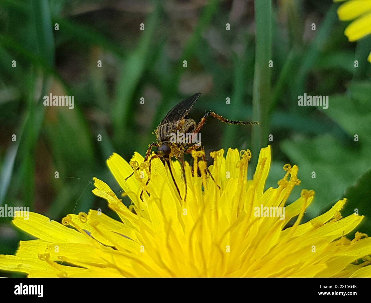 Dance Flies (Empididae) Insecta Stock Photo - Alamy
