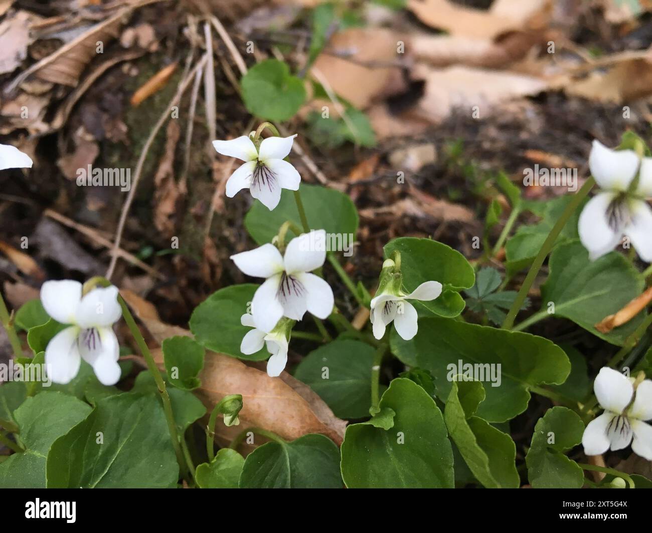 northern white violet (Viola minuscula) Plantae Stock Photo - Alamy