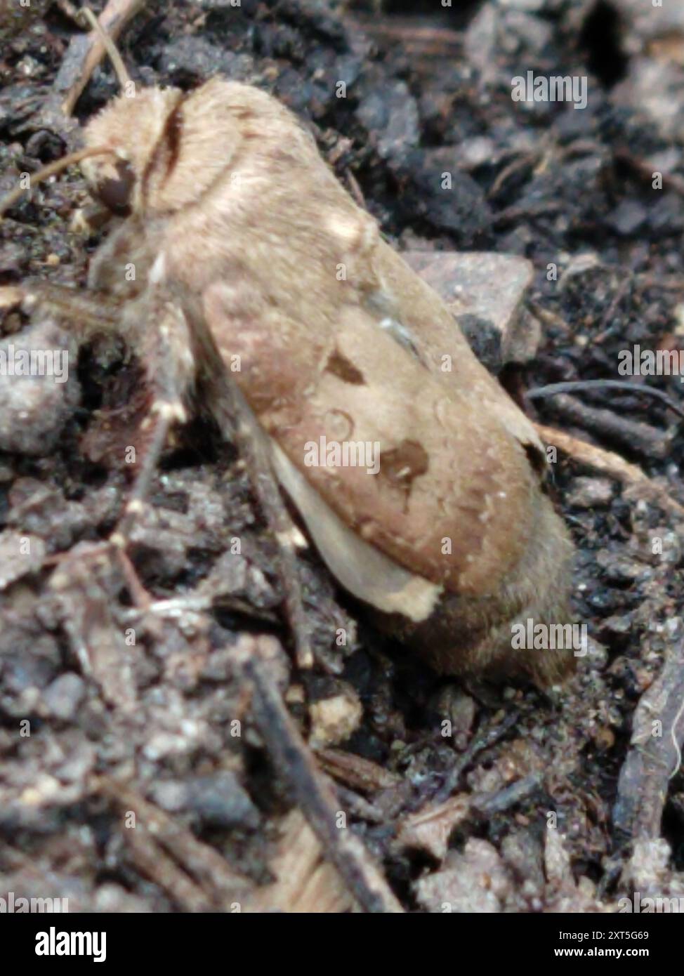 Heart and Dart (Agrotis exclamationis) Insecta Stock Photo - Alamy