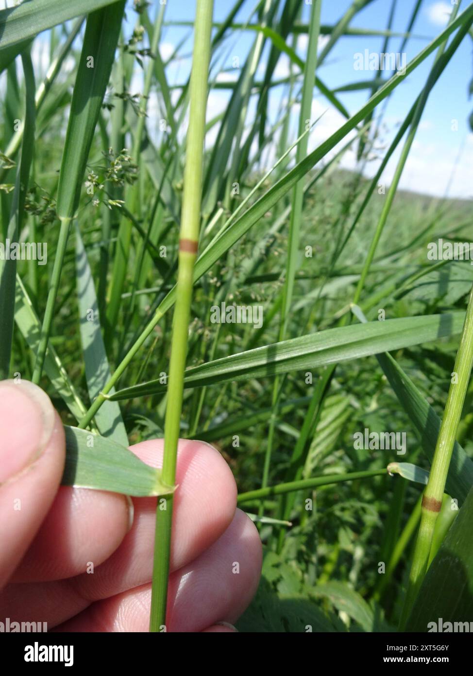 Quack Grass (Elymus repens) Plantae Stock Photo - Alamy