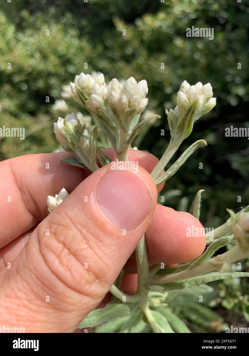 California cudweed (Pseudognaphalium californicum) Plantae Stock Photo ...