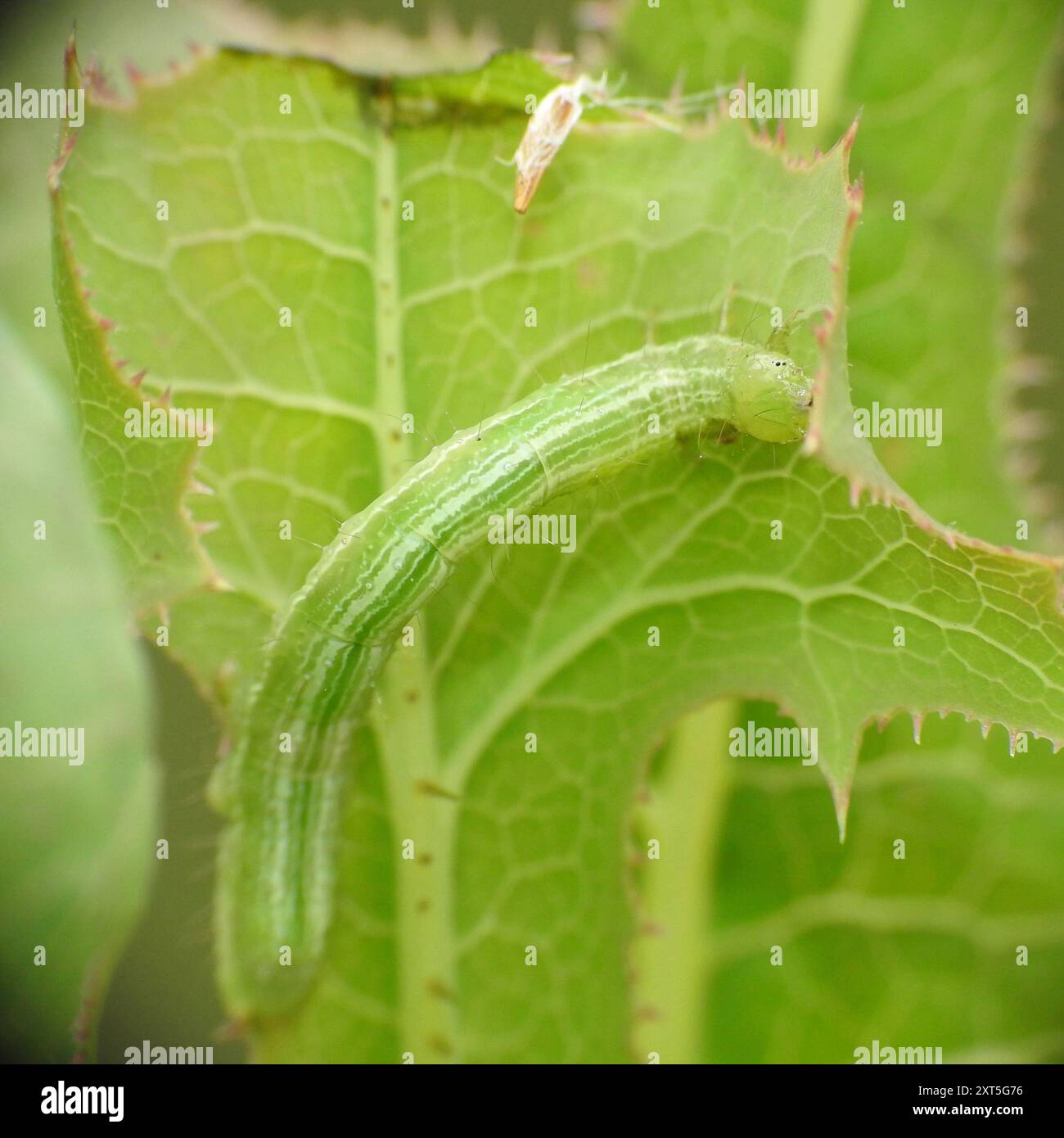 Plusiine Looper Moths (Plusiinae) Insecta Stock Photo - Alamy