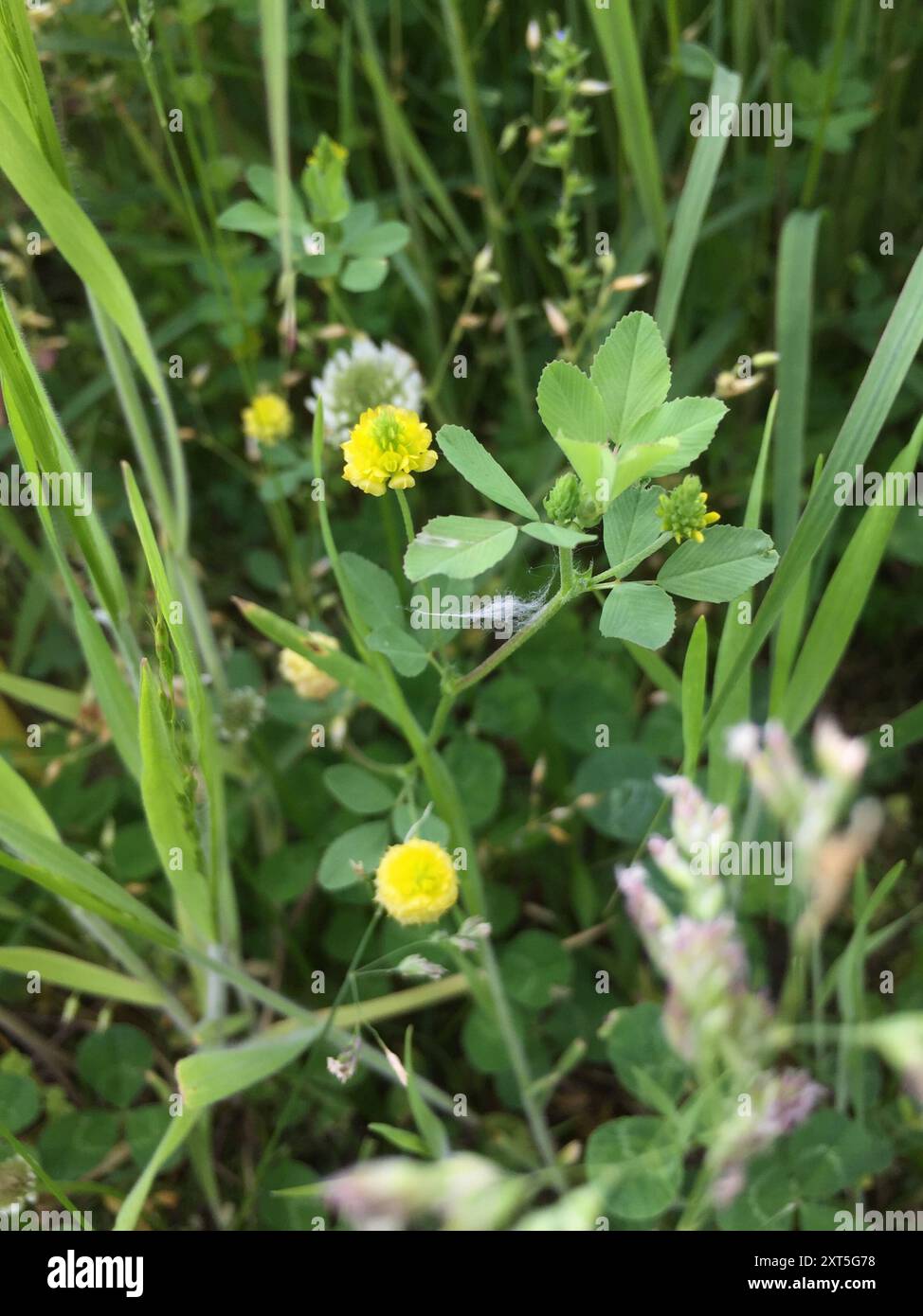 hop trefoil (Trifolium campestre) Plantae Stock Photo - Alamy