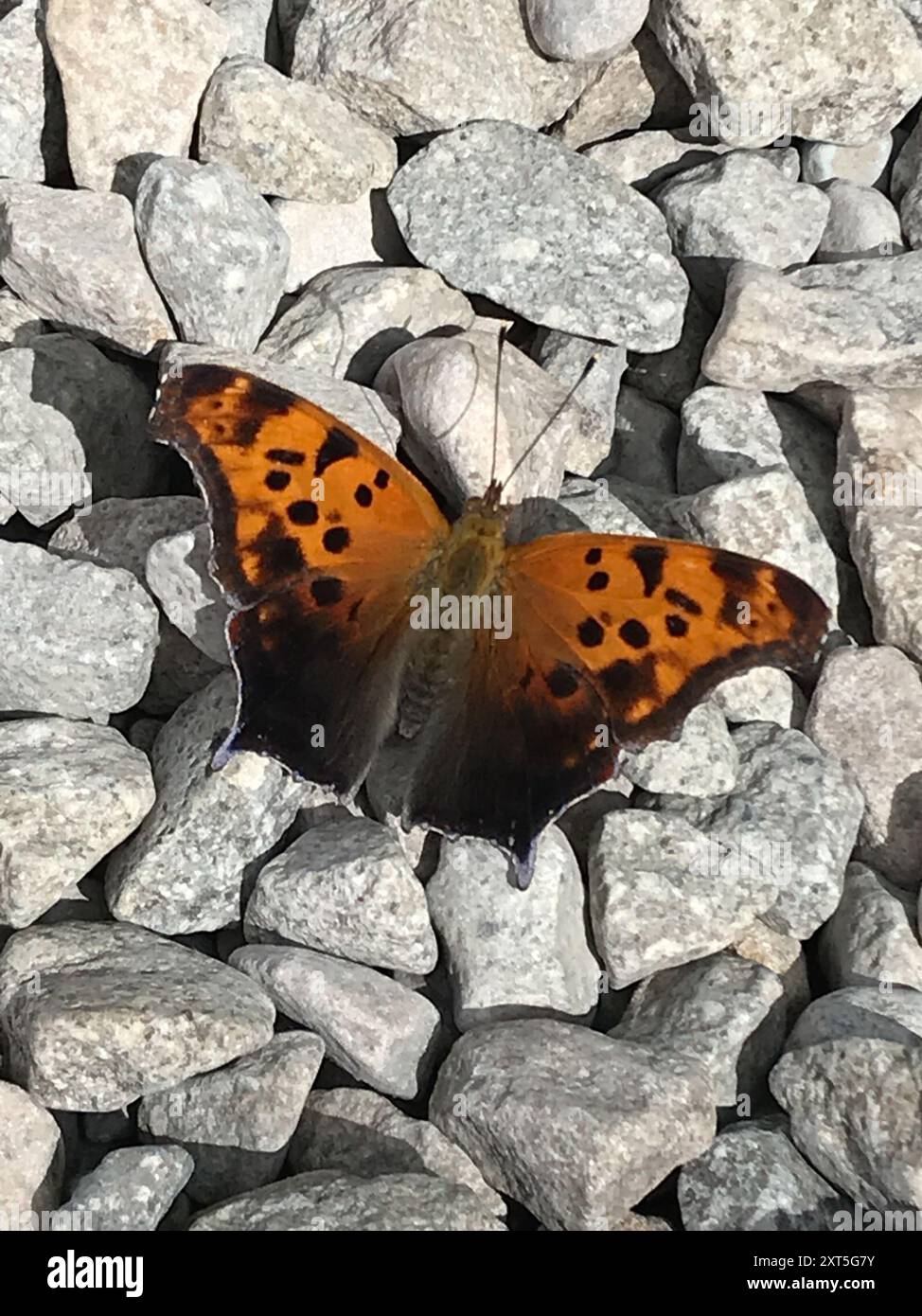 Question Mark (Polygonia interrogationis) Insecta Stock Photo - Alamy