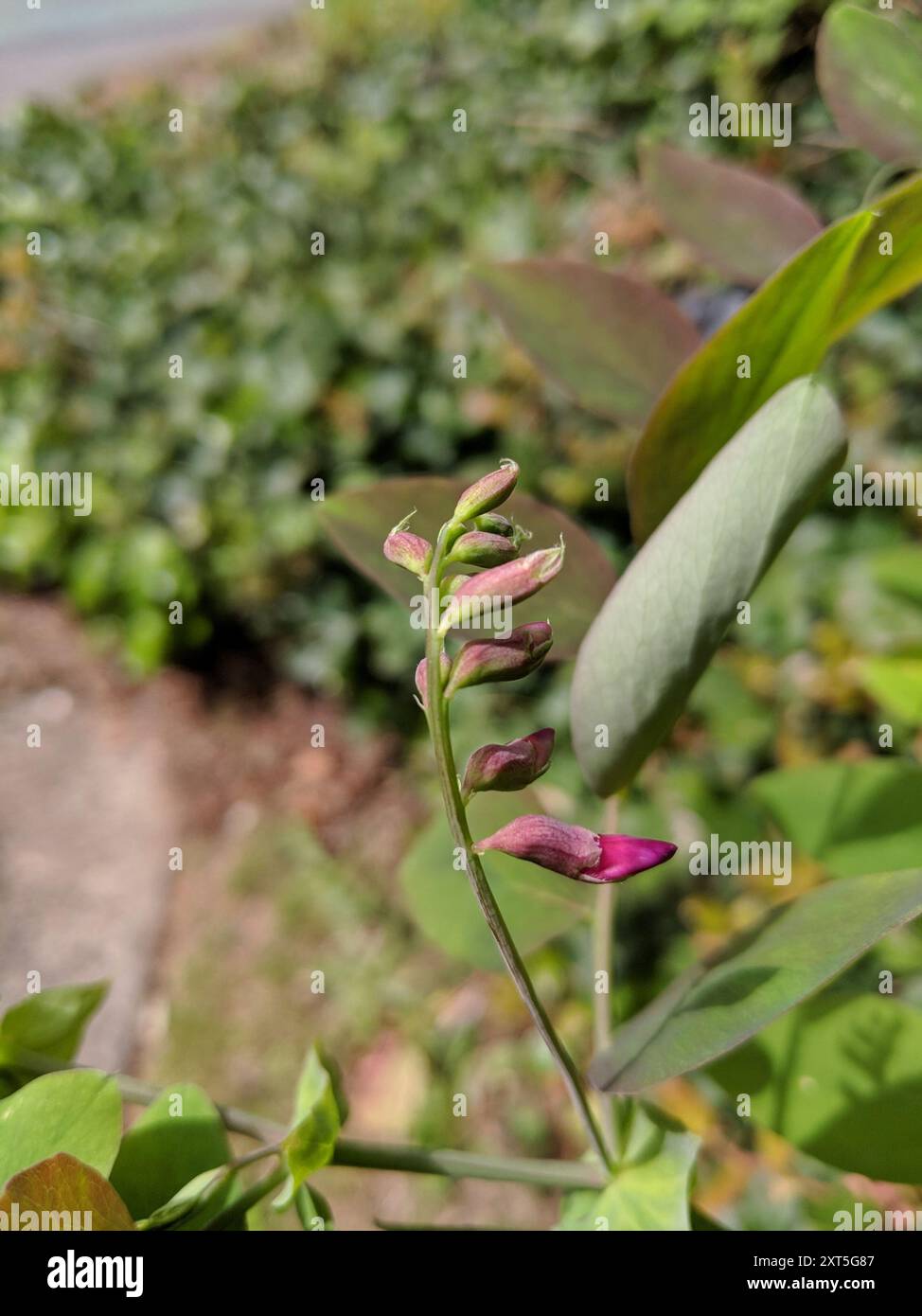 Leafy Pea (Lathyrus polyphyllus) Plantae Stock Photo - Alamy