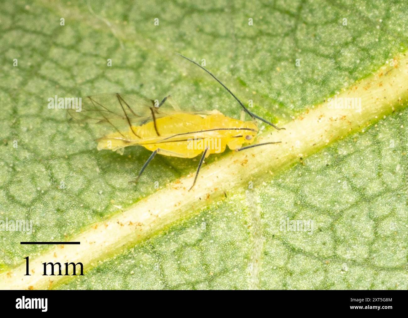 small walnut aphid (Chromaphis juglandicola) Insecta Stock Photo - Alamy