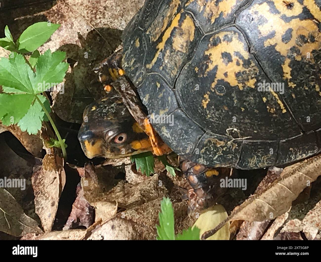 Eastern Box Turtle (Terrapene carolina carolina) Reptilia Stock Photo ...