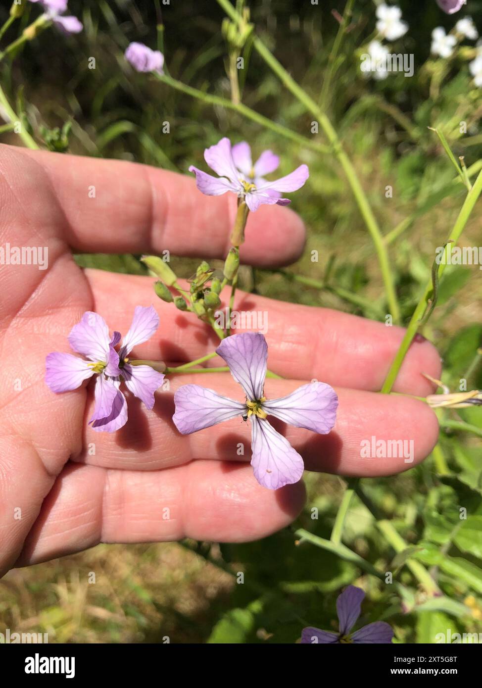 wild and domestic radish (Raphanus raphanistrum sativus) Plantae Stock ...