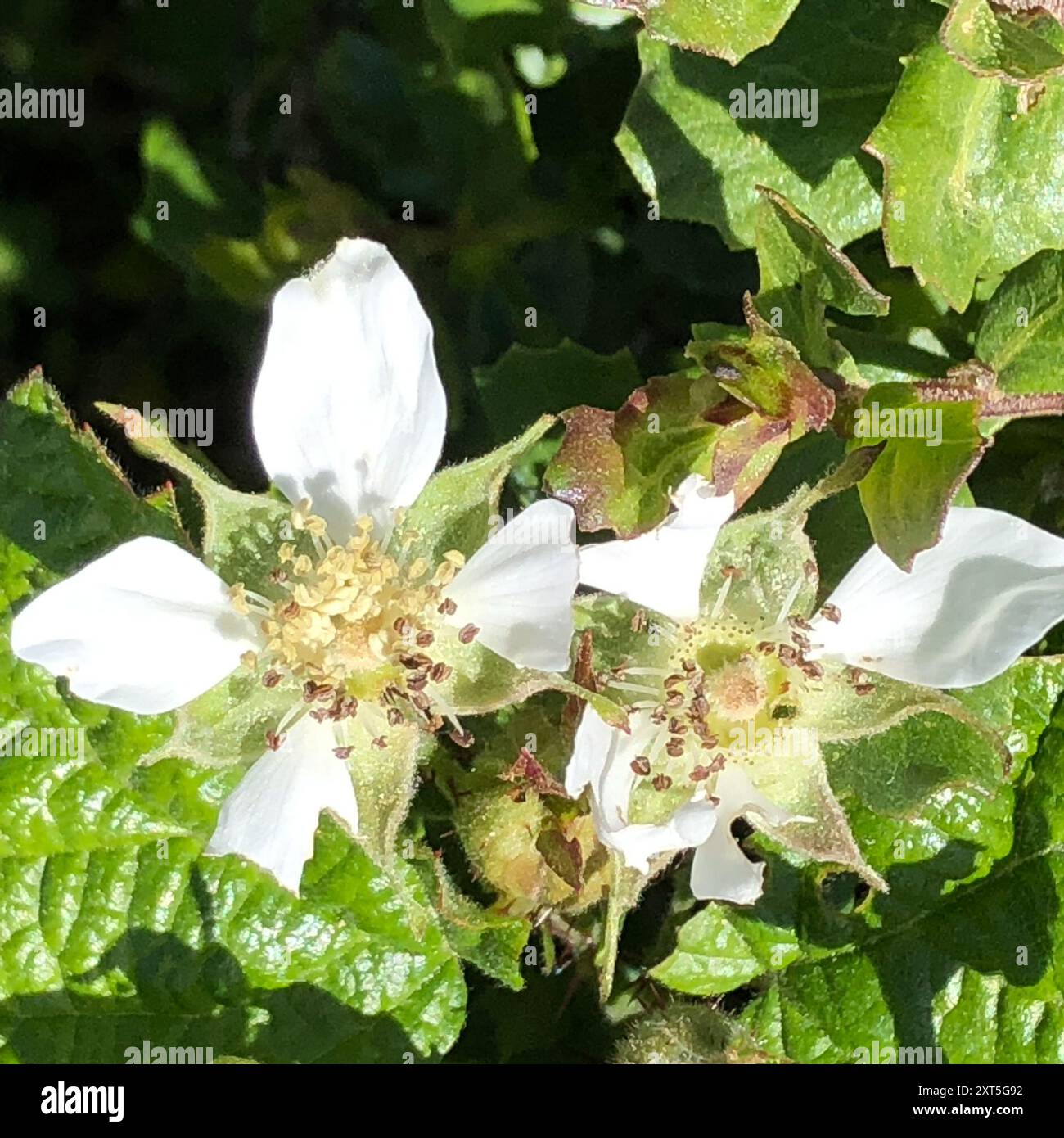 brambles (Rubus) Plantae Stock Photo - Alamy