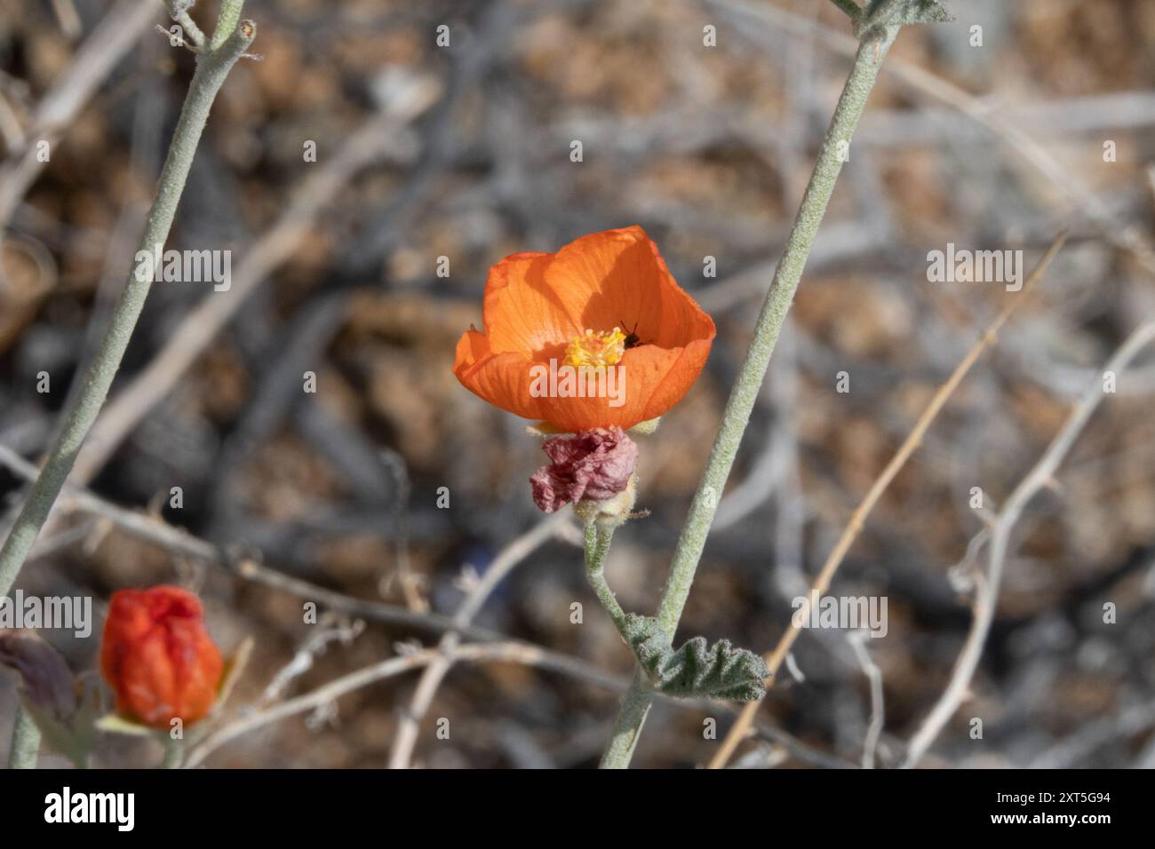 apricot mallow (Sphaeralcea ambigua) Plantae Stock Photo - Alamy