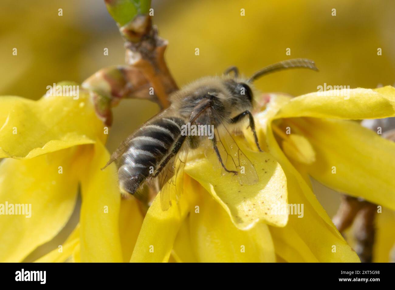 Unequal Cellophane Bee (Colletes inaequalis) Insecta Stock Photo - Alamy