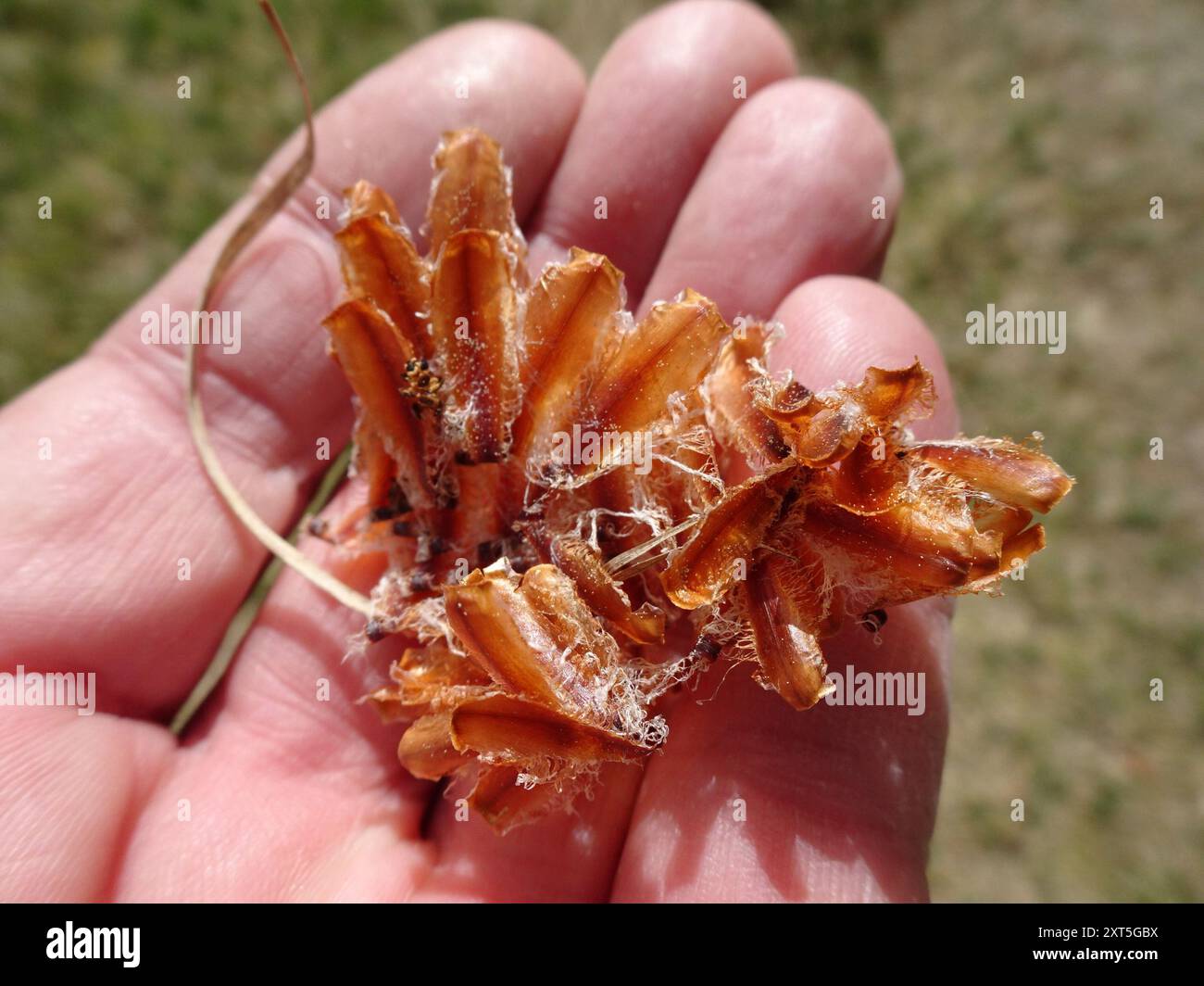 maritime pine (Pinus pinaster) Plantae Stock Photo - Alamy