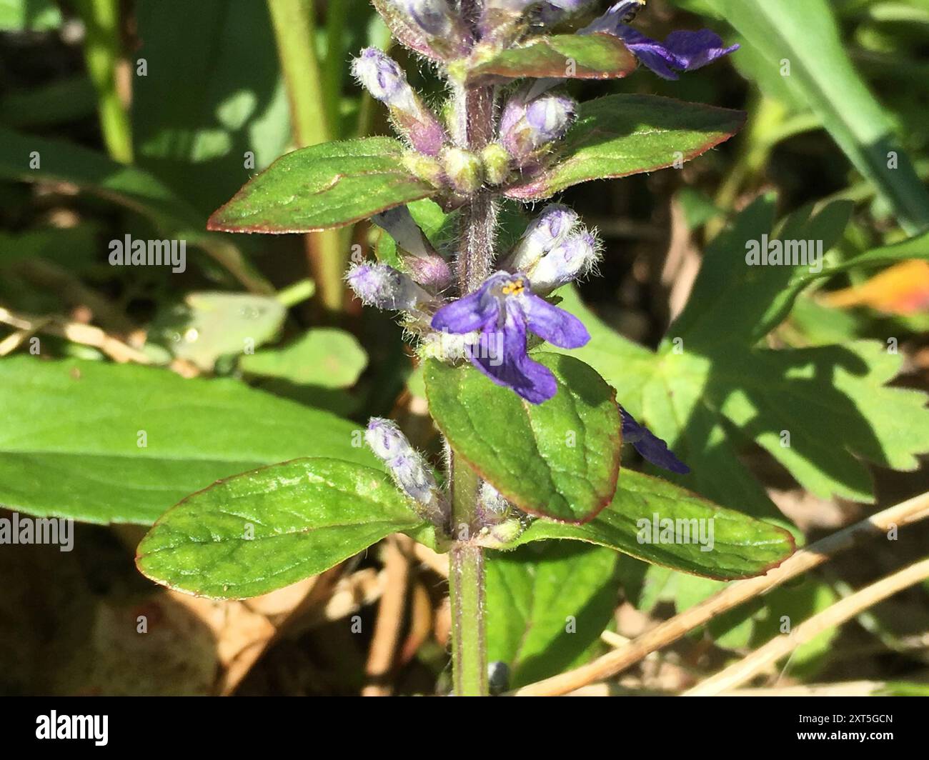 carpet bugle (Ajuga reptans) Plantae Stock Photo - Alamy