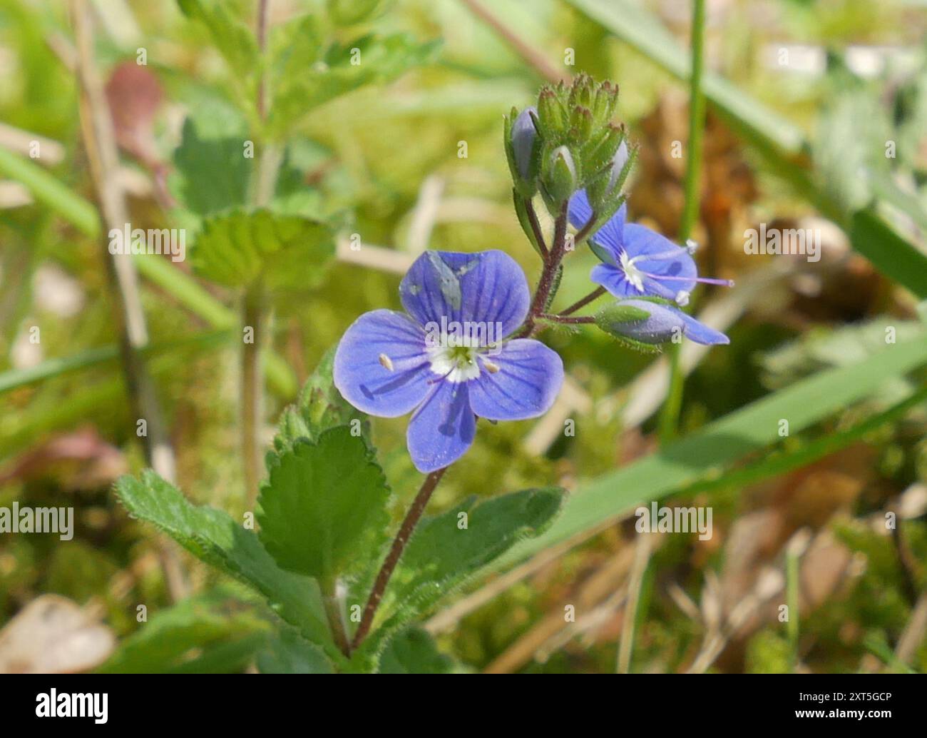 Germander Speedwell (Veronica chamaedrys) Plantae Stock Photo - Alamy