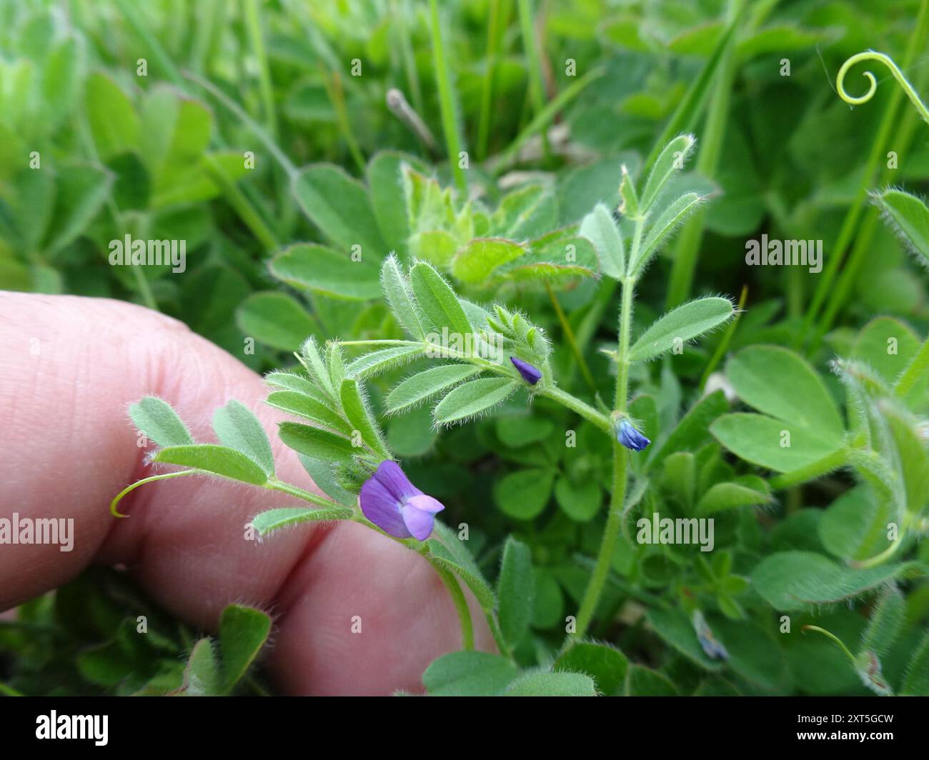 Common Vetch (Vicia sativa) Plantae Stock Photo - Alamy