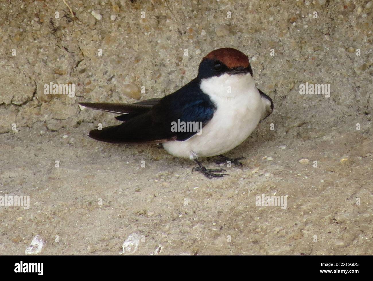 Wire-tailed Swallow (Hirundo smithii) Aves Stock Photo - Alamy