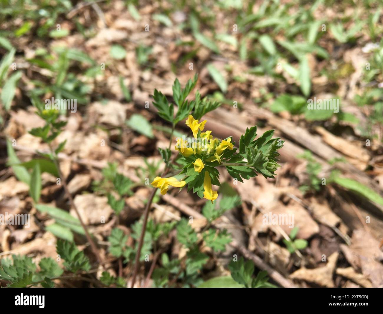Yellow Corydalis (Corydalis flavula) Plantae Stock Photo - Alamy