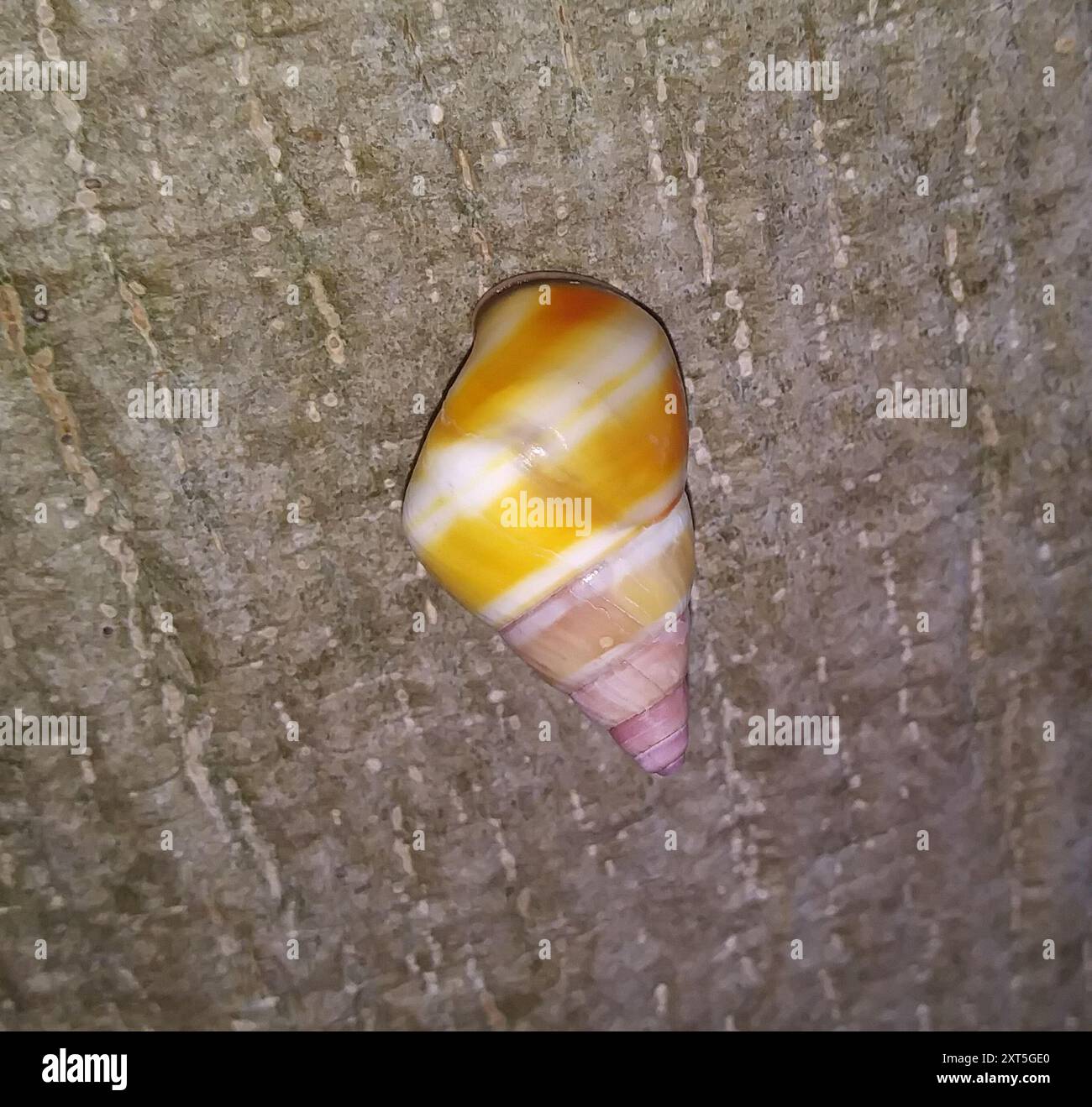 Florida Tree Snail (Liguus fasciatus) Mollusca Stock Photo - Alamy