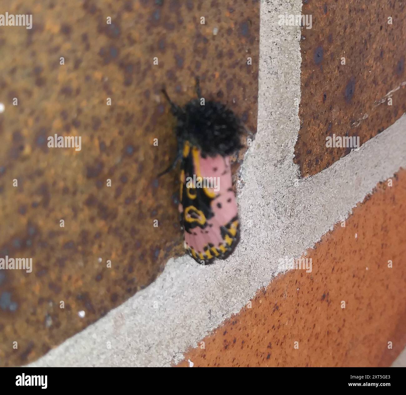 Spanish Moth (Xanthopastis regnatrix) Insecta Stock Photo - Alamy