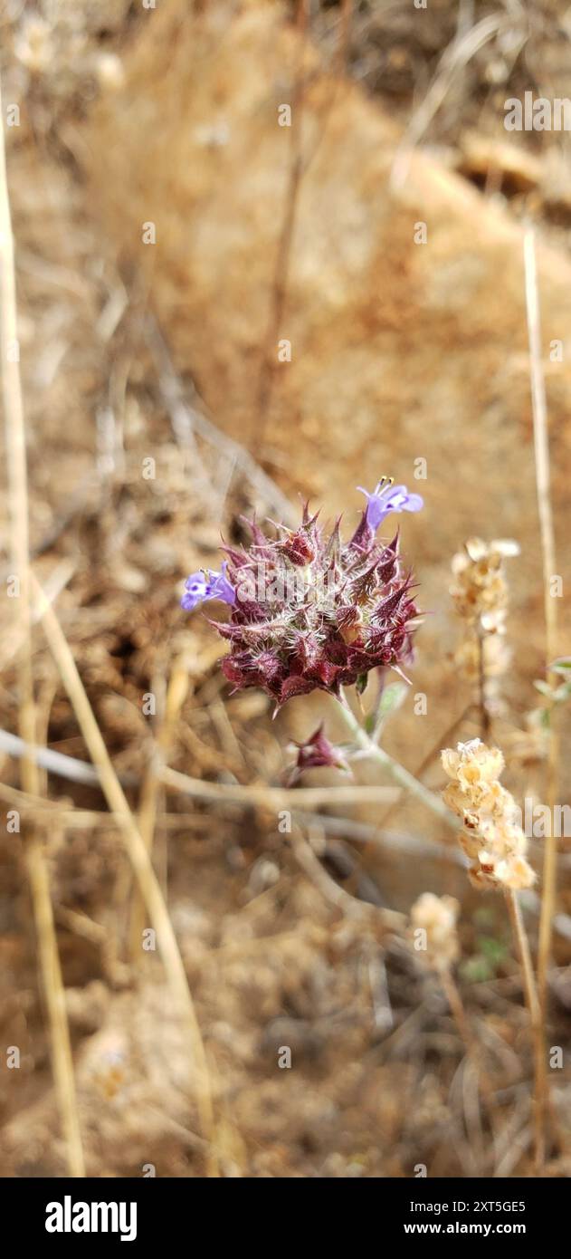 Chia (Salvia columbariae) Plantae Stock Photo - Alamy