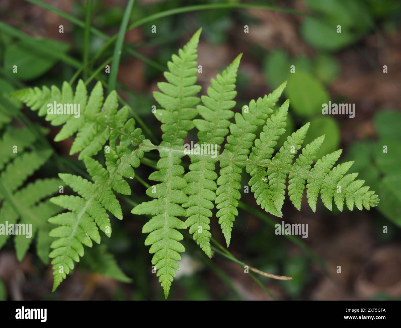 broad beech fern (Phegopteris hexagonoptera) Plantae Stock Photo - Alamy