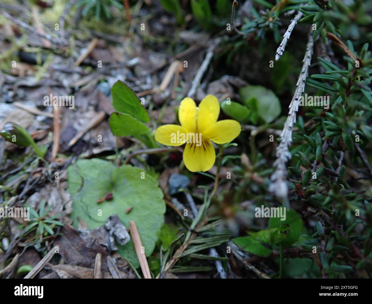 western roundleaf violet (Viola orbiculata) Plantae Stock Photo - Alamy