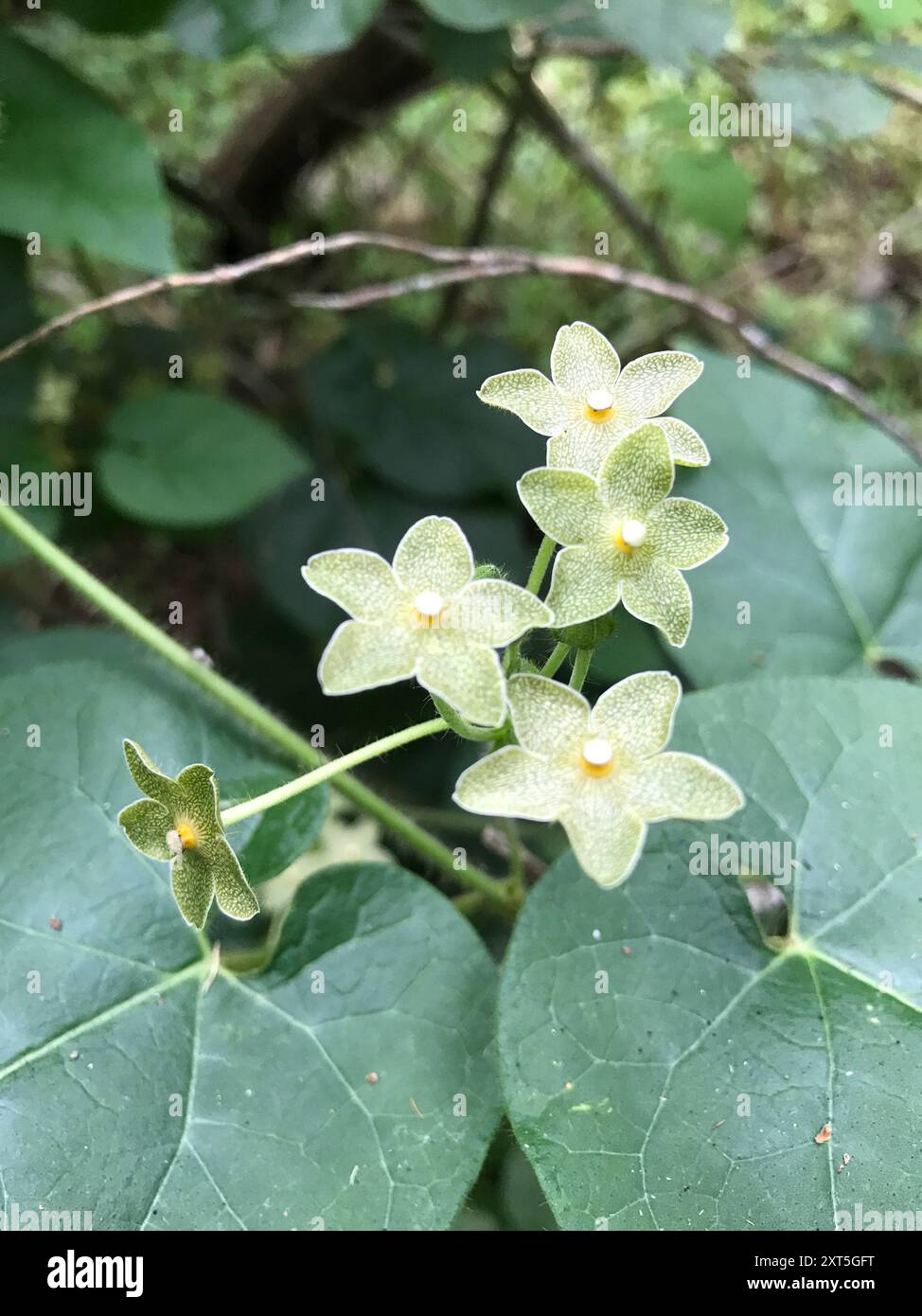 Pearl Milkweed (Matelea reticulata) Plantae Stock Photo - Alamy
