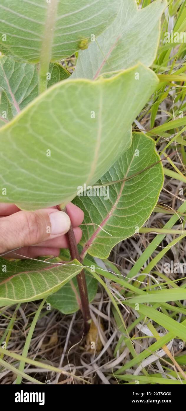 broadleaf milkweed (Asclepias latifolia) Plantae Stock Photo - Alamy