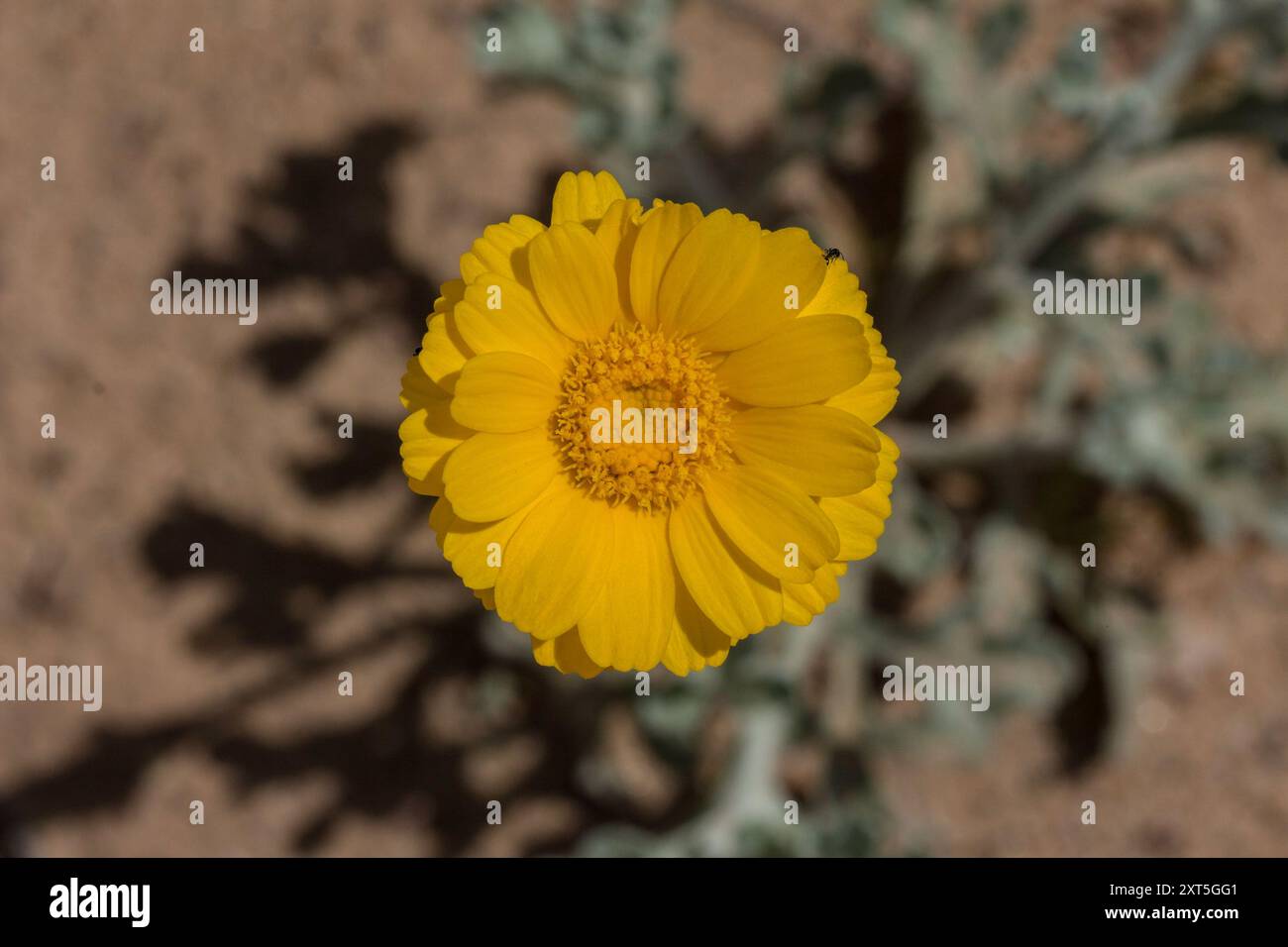 Desert Marigold (Baileya multiradiata) Plantae Stock Photo - Alamy