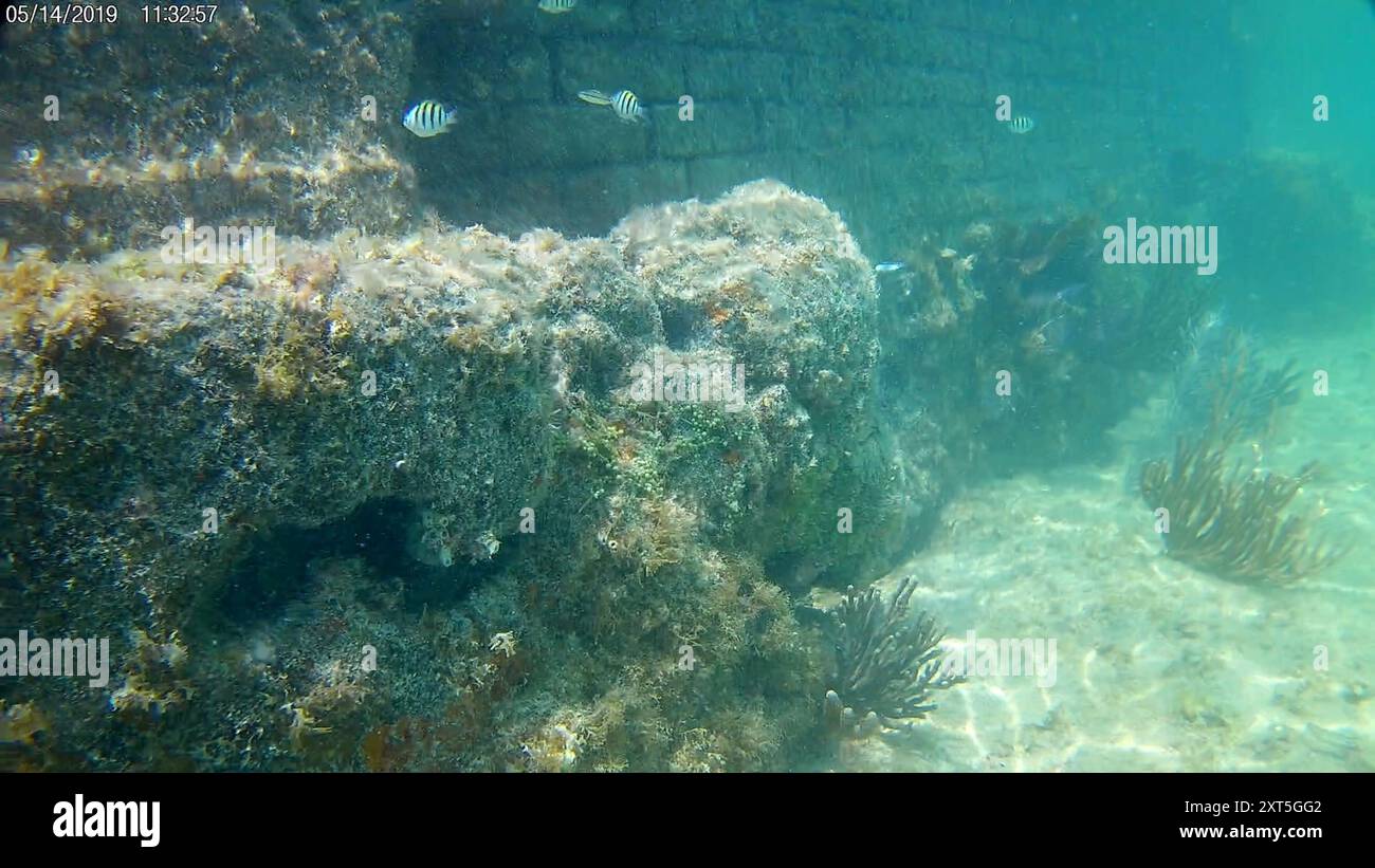 Atlantic Sergeant Major (Abudefduf saxatilis) Actinopterygii Stock ...