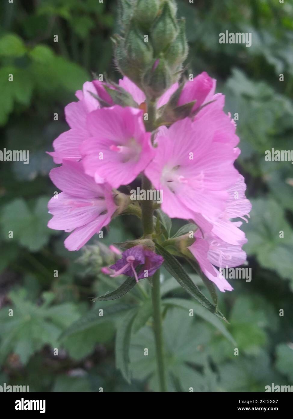 checkerbloom (Sidalcea malviflora) Plantae Stock Photo - Alamy